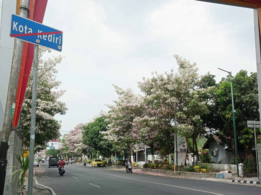 Tabebuya Bersemi, Percantik Jalan Raya Soekarno Hatta Tepus Kabupaten ...